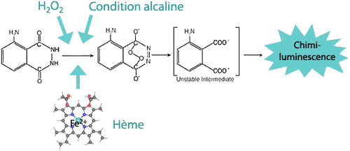 Bioluminescence et Chimiluminescence: II) Chimiluminescence chez la ...