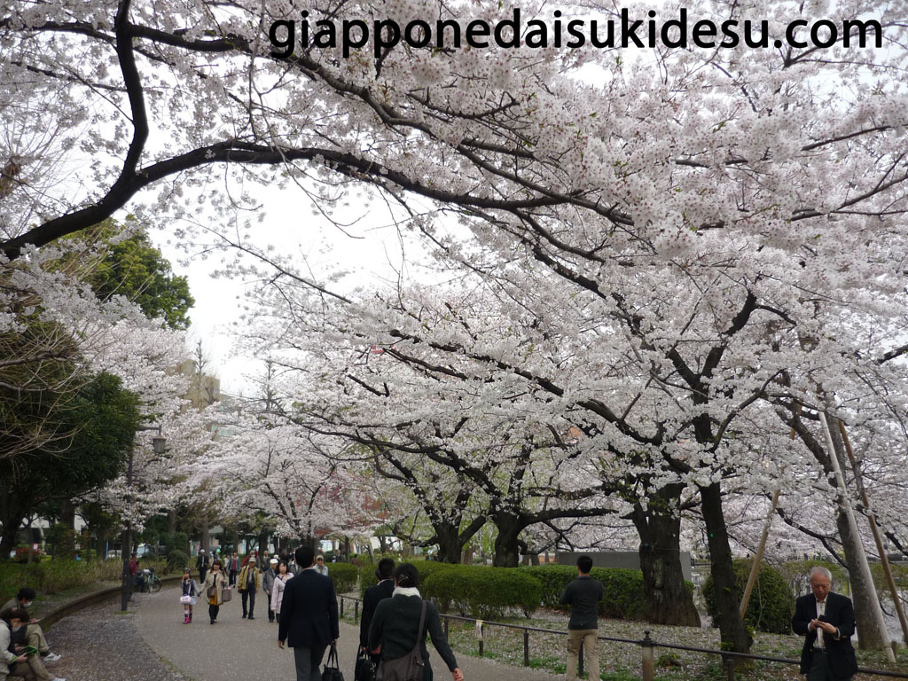 Giappone daisuki!: Hanami 花見