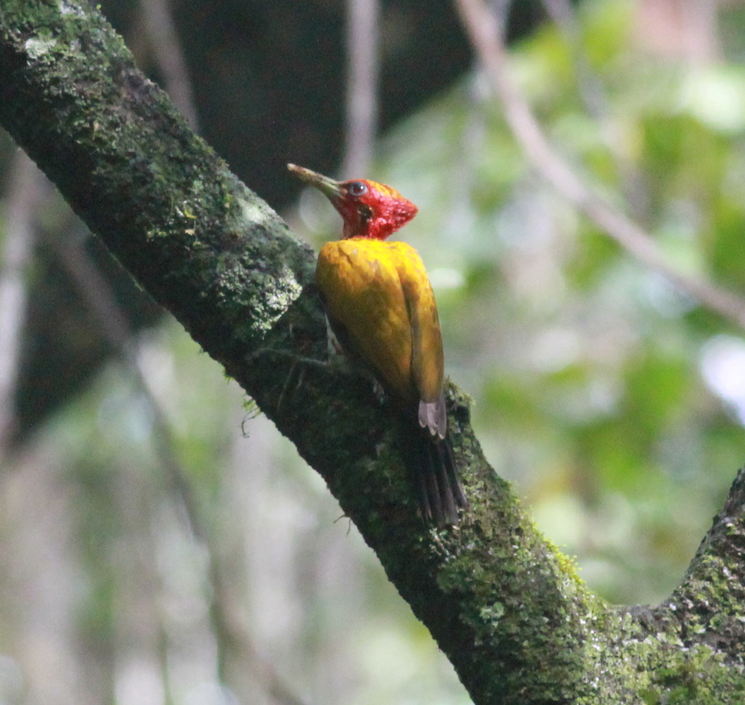 A Birder in The Philippines: Flamebacks of The Philippines