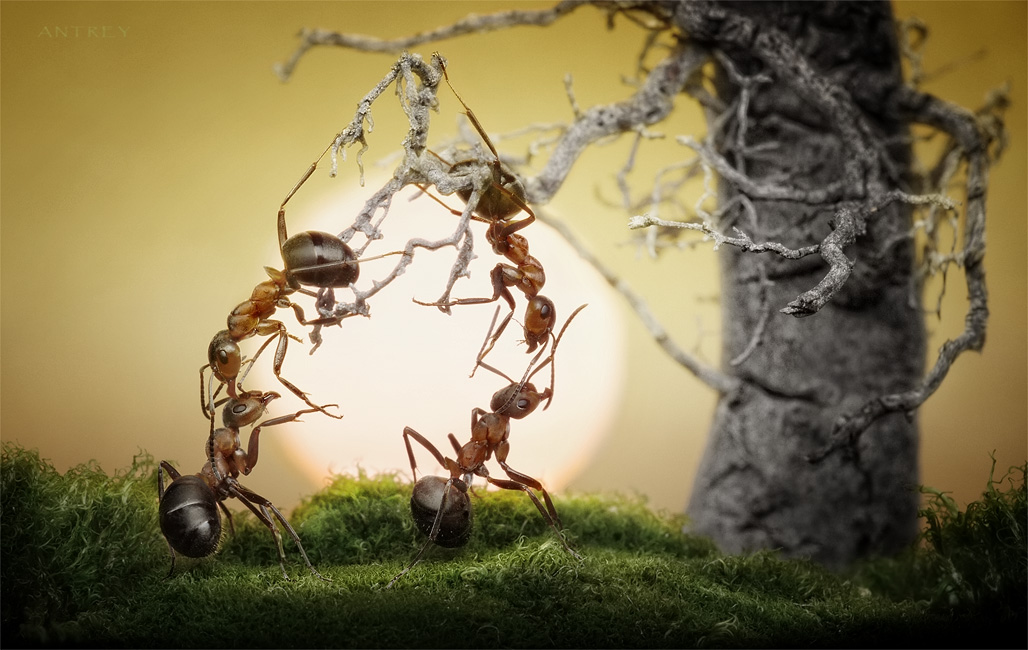 Vale a pena ver: As Formigas Como Você Nunca Viu