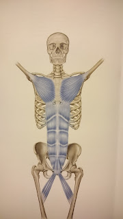 the Dutch Touch - Bowen Therapy: Fascial lines