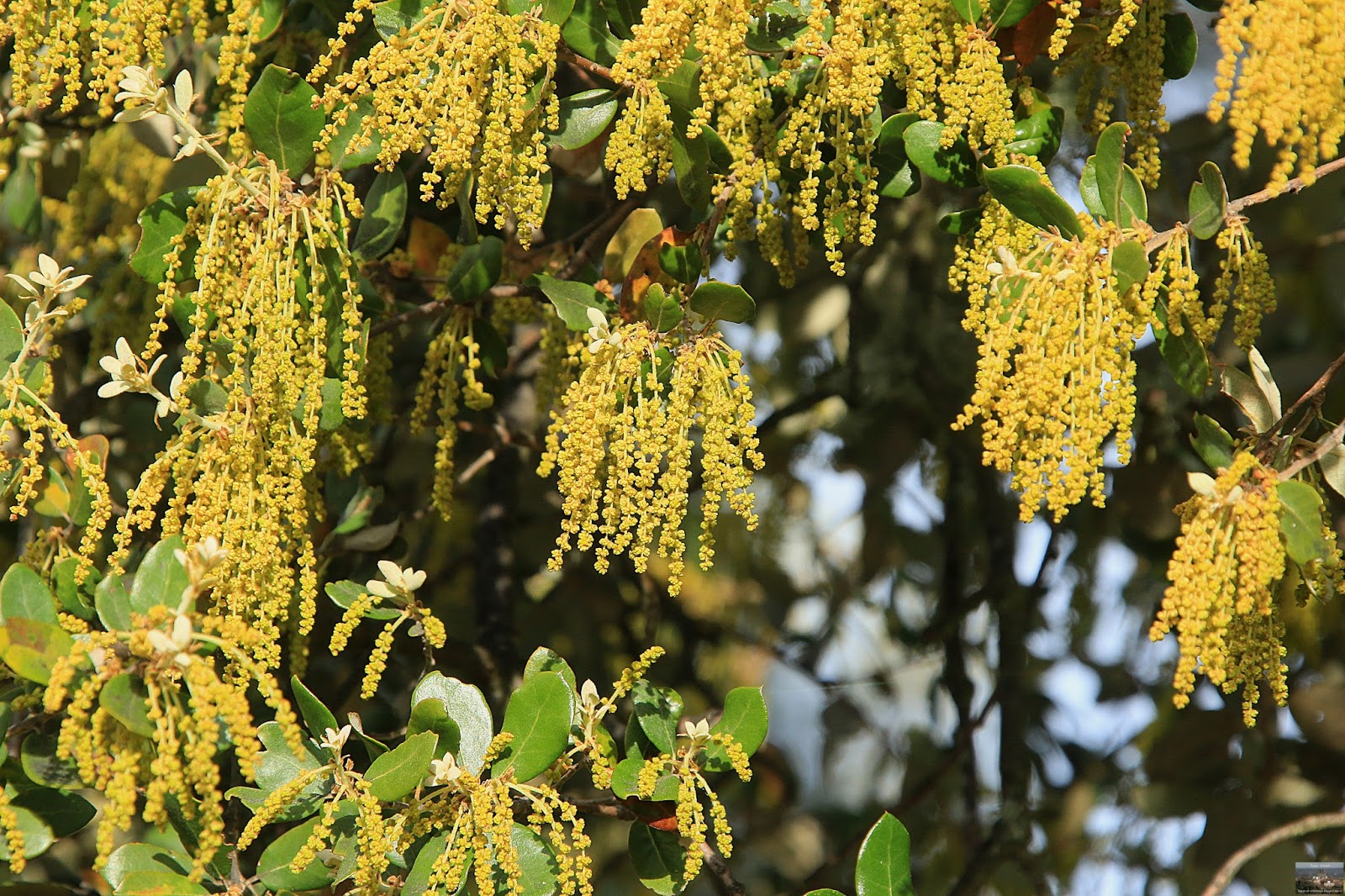 BOGAJO Salamanca: Encinas y robles florecidos en el campo de Bogajo