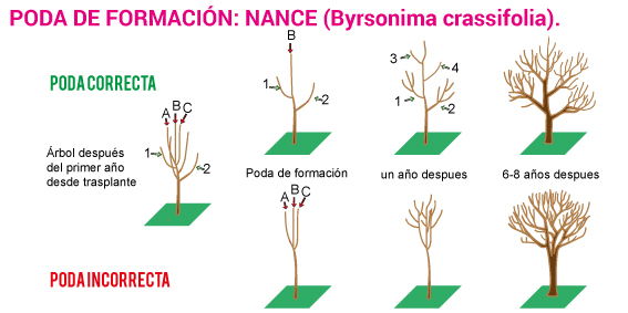 Nanche (Byrsonima crassifolia, (L) Rich.)