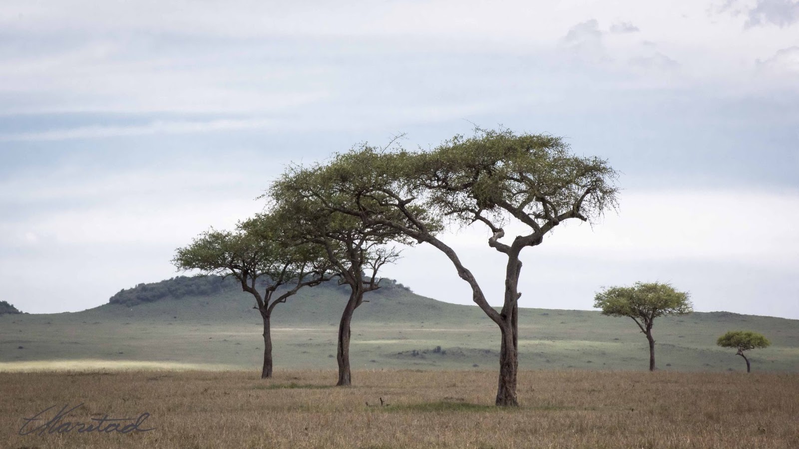 Elsen Karstad's 'Pic-A-Day Kenya': Masai Mara Balanites (Desert Date)