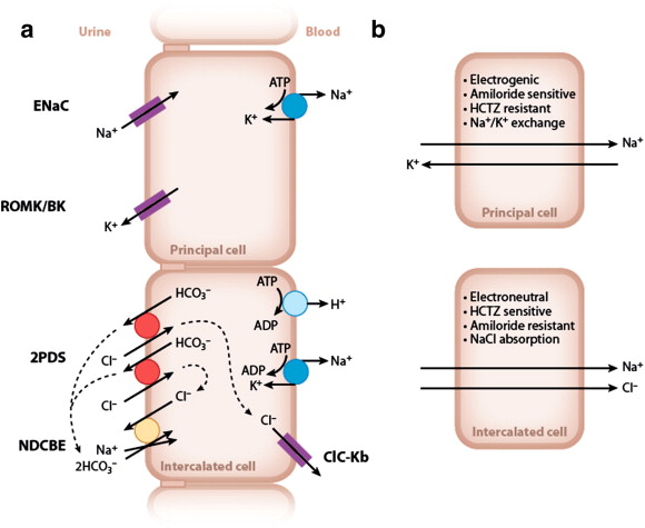 Chloride: Queen of the Electrolytes - Renal Fellow Network