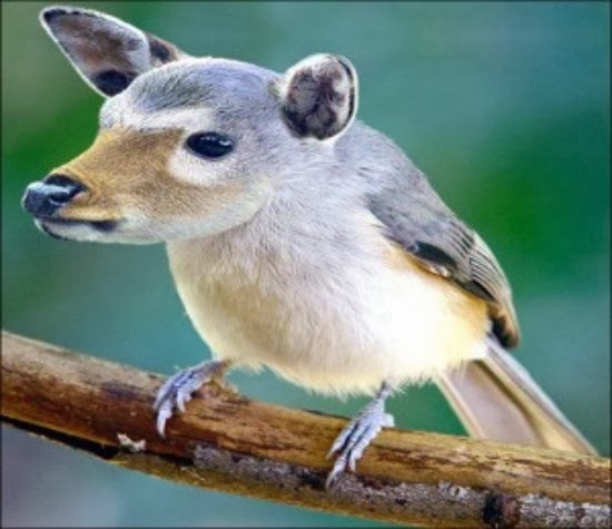 The Bird Is Looking Rite Face Funny Picture ~ Latest Indian and ...