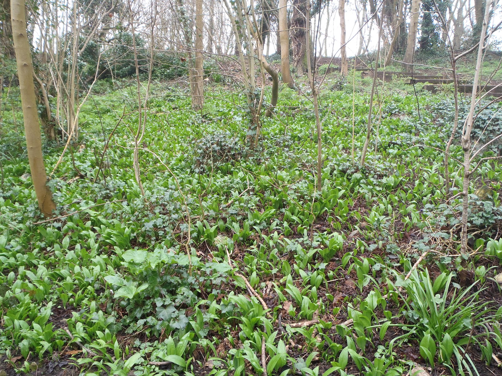 AWT Wild Schools blog: Signs of Spring...a visit to Badocks Wood