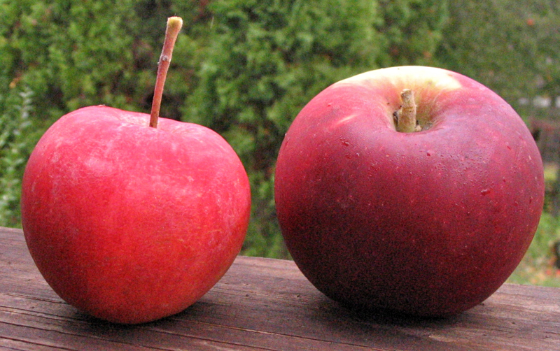 Wickson vs. King David Smackdown - Adam's Apples