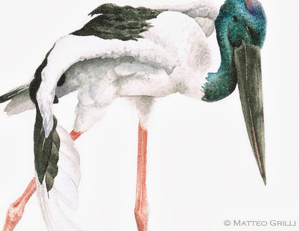 Matteo Grilli Wildlife Art: Portrait of a Jabiru - part three