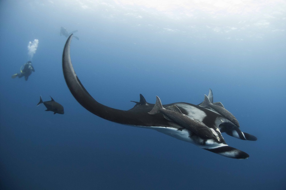 TVL: Animal da semana - Raia jamanta