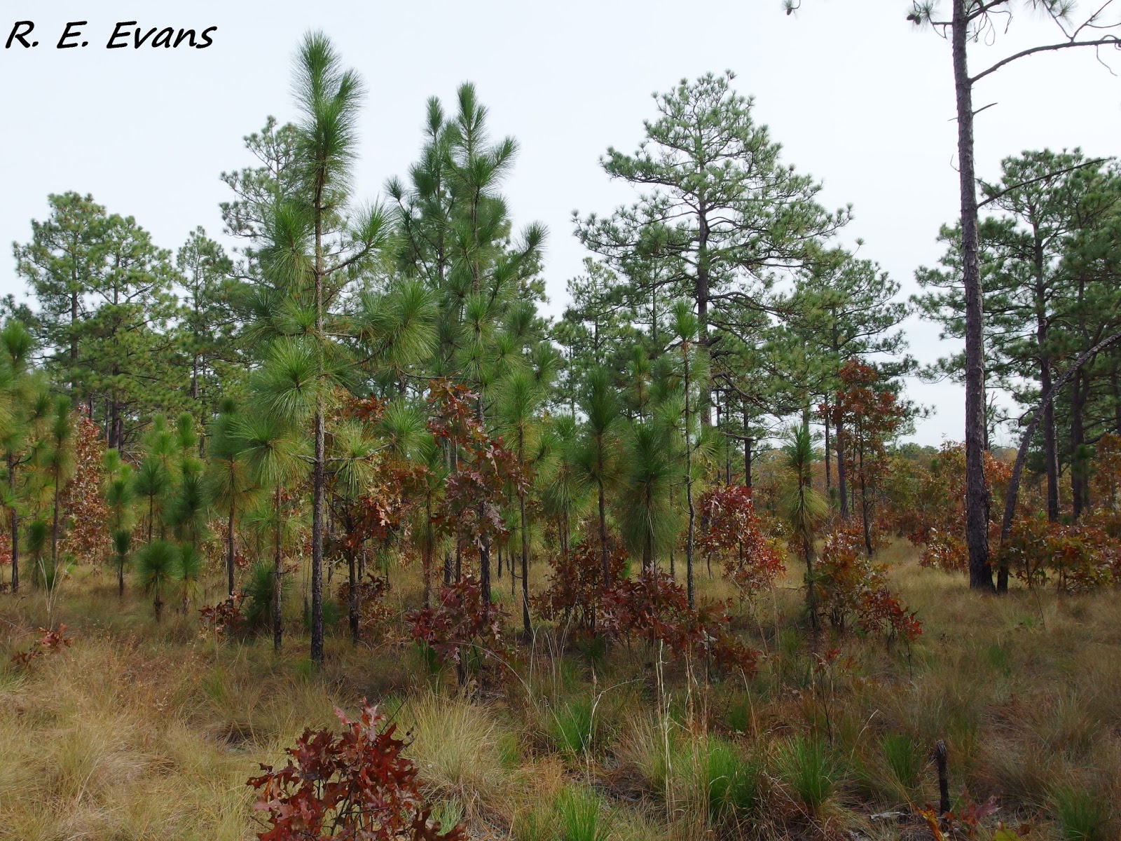 NC Plant Conservation & Beyond: Longleaf Pine Sandhills - fire and ...