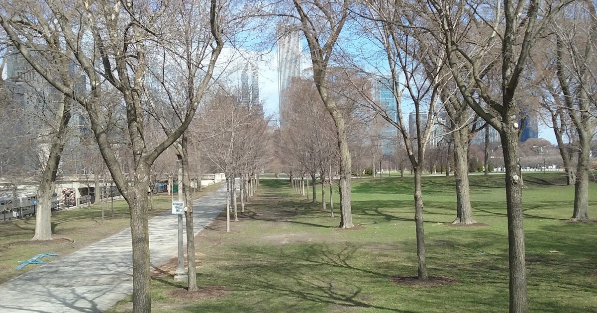 Reading, Reporting, and Reflecting: Chicago Trees in March