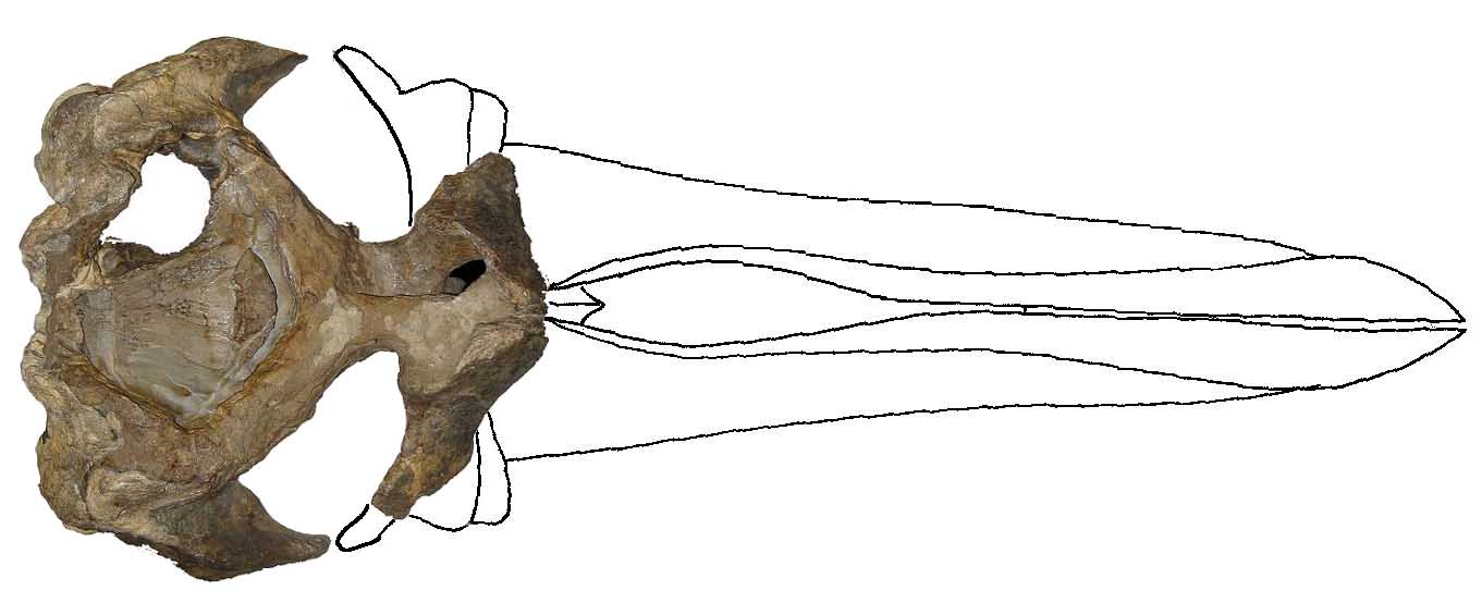 The Coastal Paleontologist: New published article (Part 2): taxonomic ...