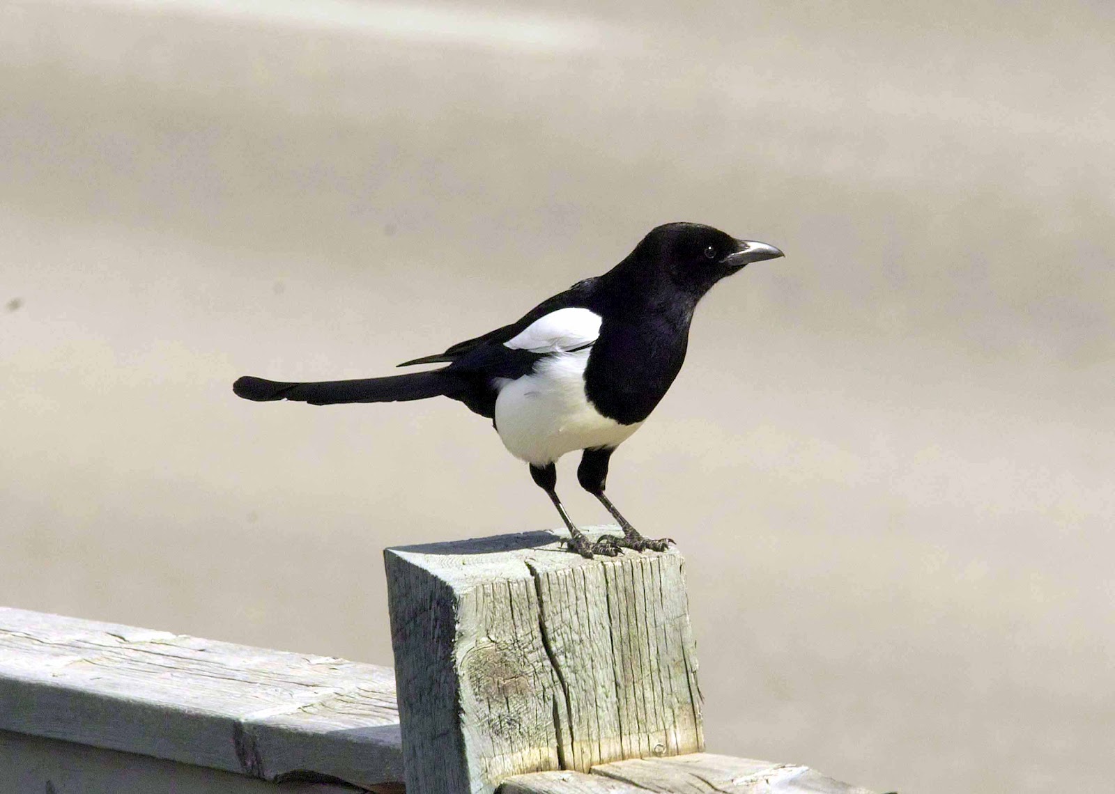 Derek Bird Brain: Magpies