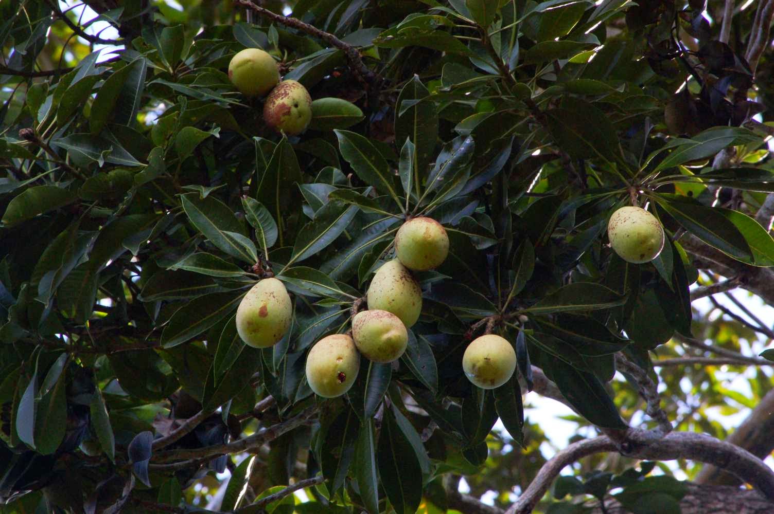 North Borneo - Sabah - East Malaysia - Month of August - Lot of ...