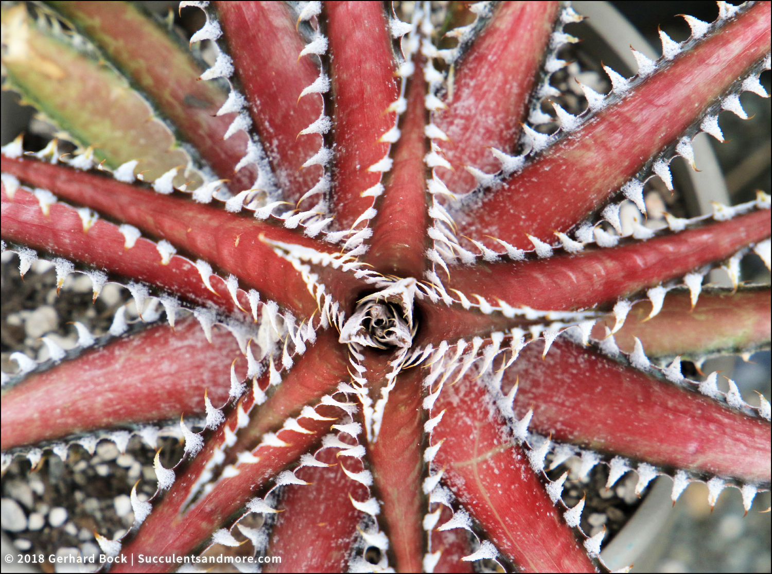 Bromeliads with blooms and barbs, and other oddities in my garden