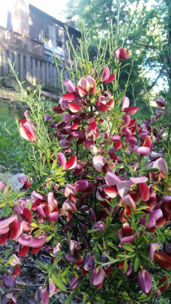 Future Plants by Randy Stewart: THE BROOMS