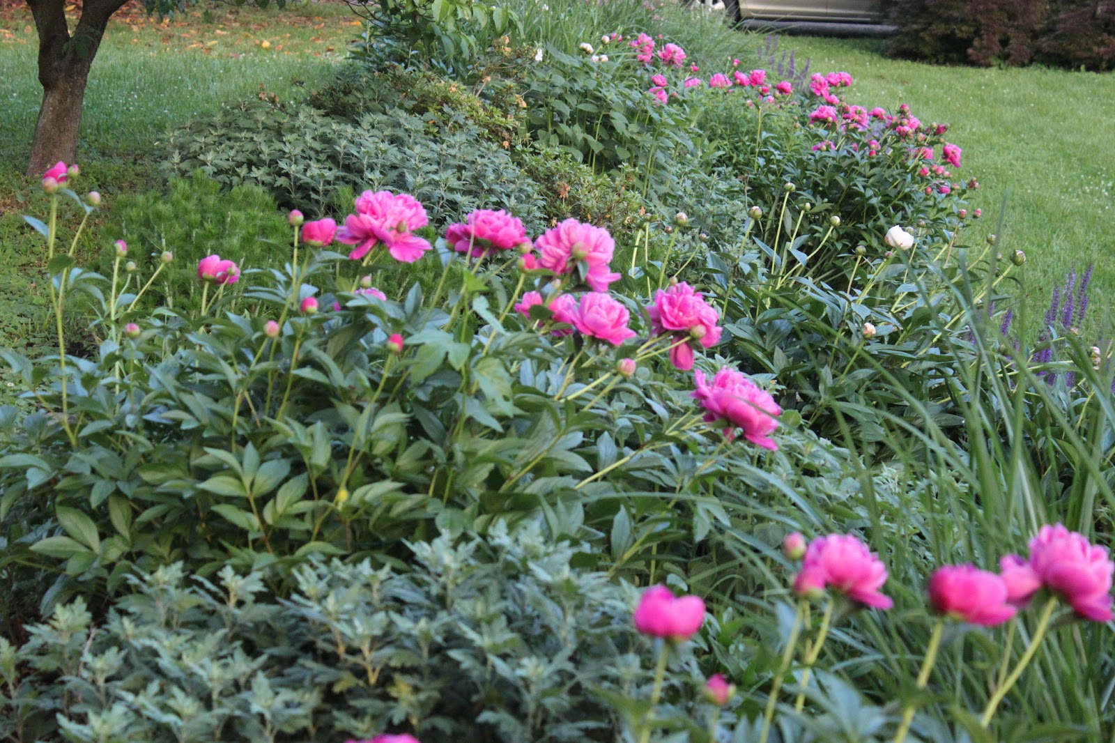 Pat's Addition: Peony Patch Glory
