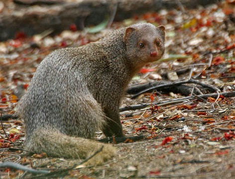 Common Sri Lanka Grey Mongoose (Herpestes edwardsii lanka)