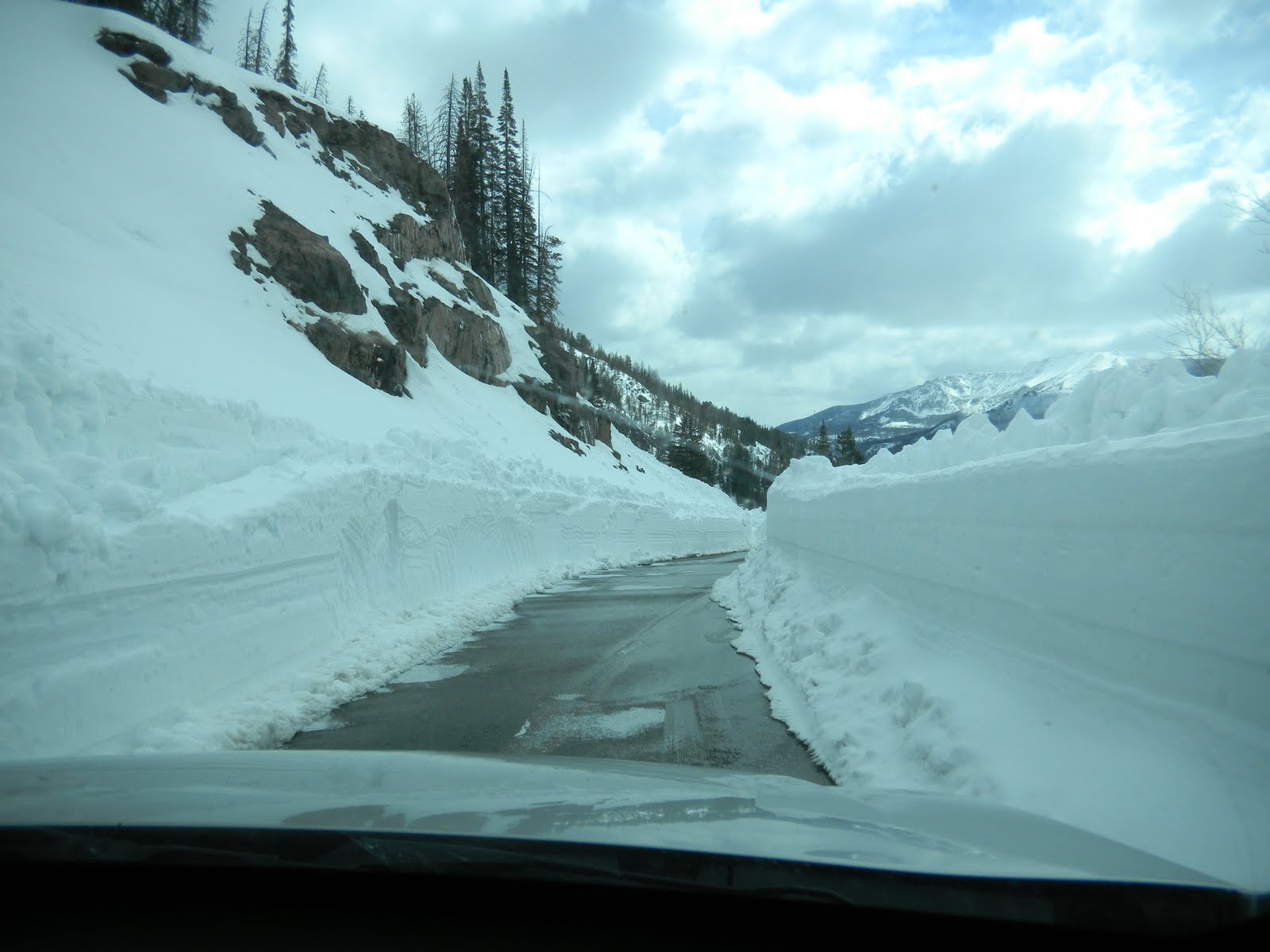 Robyn In Yellowstone: Grizzly Bear X 3 and Sylvan Pass