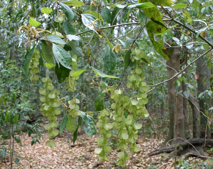 Toowoomba Plants: Long Yam