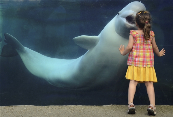 White Wolf : Beluga whale appears to swallow girl (PHOTOS)