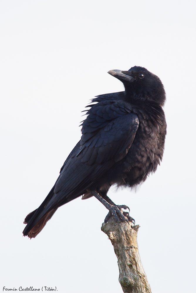 ASILVESTRAO: LA CORNEJA Y EL FRIO