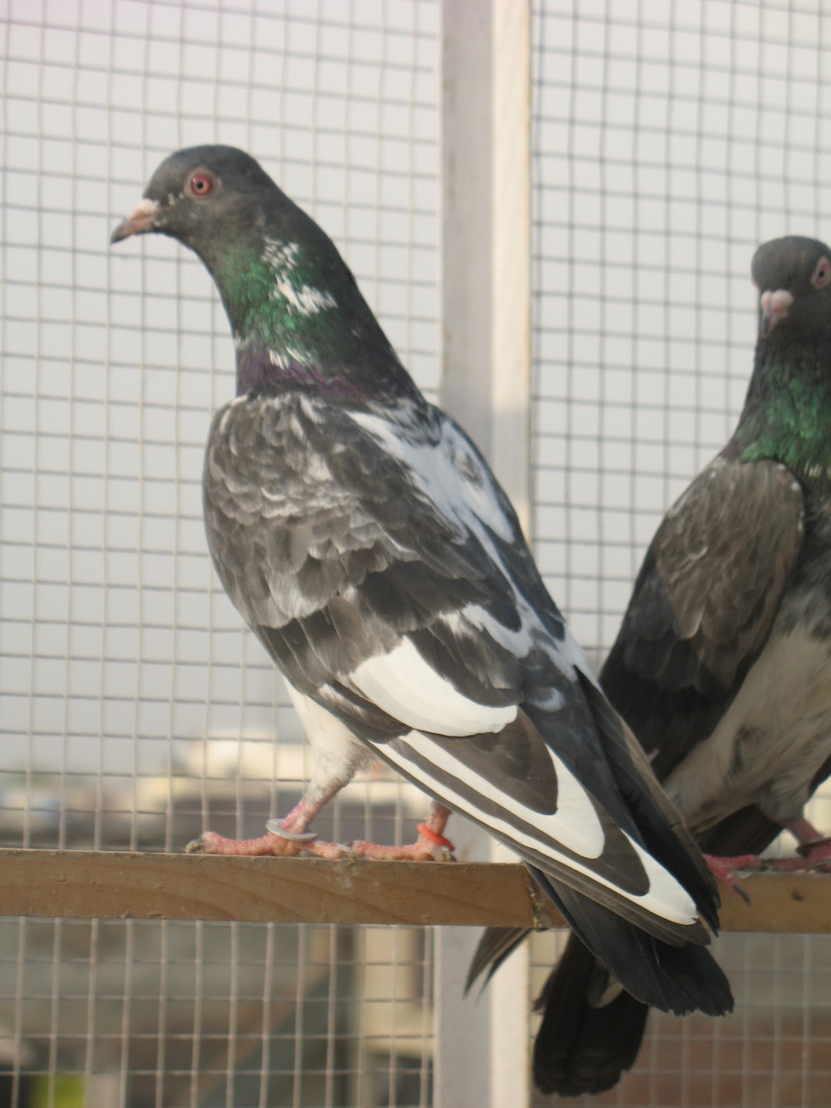 Pakistani Tipplers (Kabootar Baaz) | UK & USA Pigeons | Fancy Pigeons ...