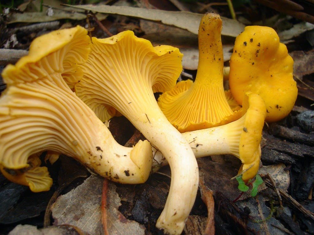 Zdrav Život Srećan Život: Šumski ukrasi na tanjiru - Pečurke