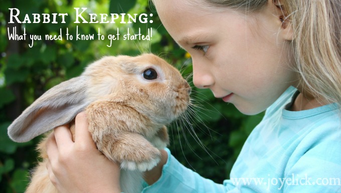 RABBIT KEEPING: What you need to know to get started! | Farm Girl ...