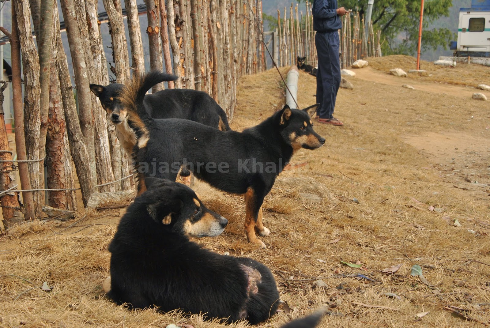 Are you a Primitive Dog fan?: Some little dogs - Arunachal Pradesh and ...