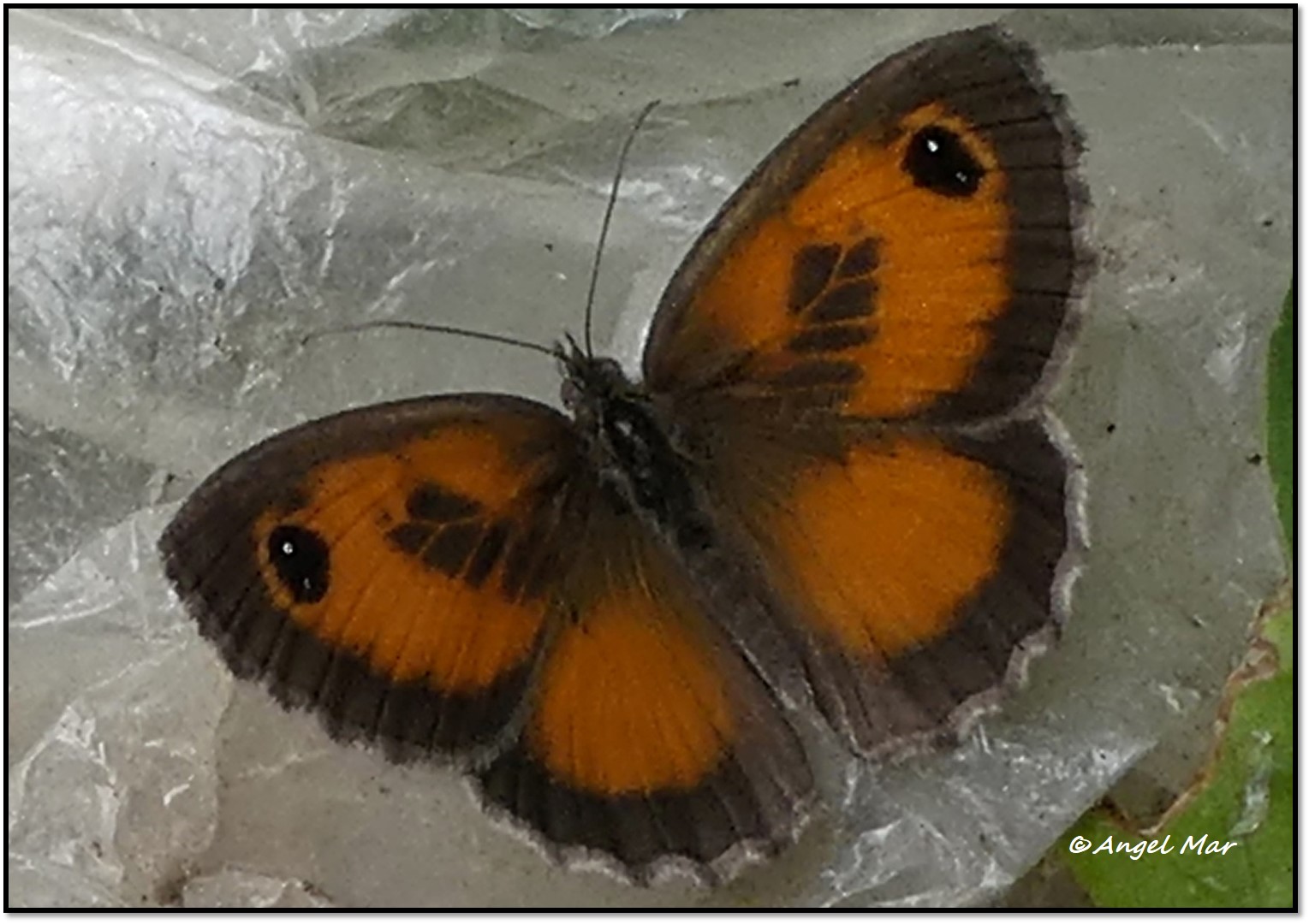 Butterflies and Dragonflies: Pyronia cecilia (Southern Gatekeeper) - Vídeo