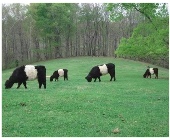 10 Miniature Cattle Breeds for Your Small Farm | Big Picture Agriculture