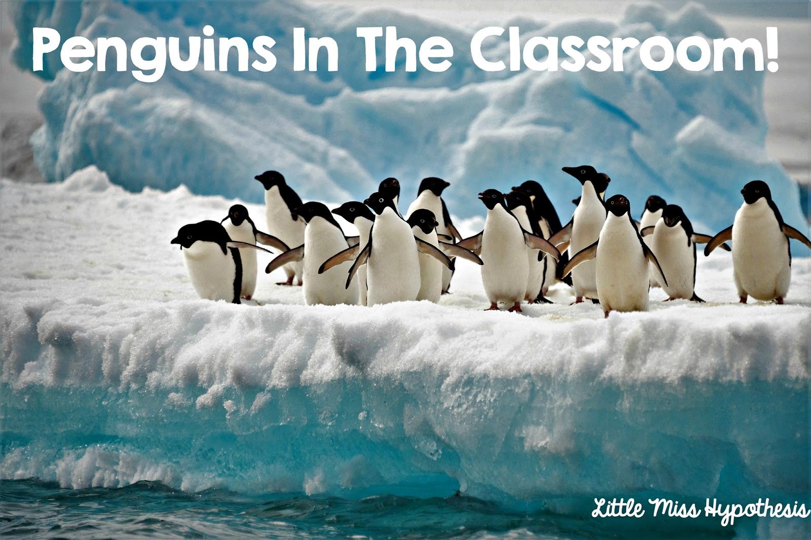 Little Miss Hypothesis - Lessons from the Science Lab: Penguins In The ...