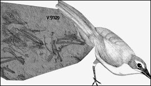 Fossil Adventure: Aparecieron las aves..... y vienen volando.