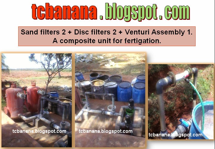 Fertigation schedule for Banana and advantages of using Water Soluble ...