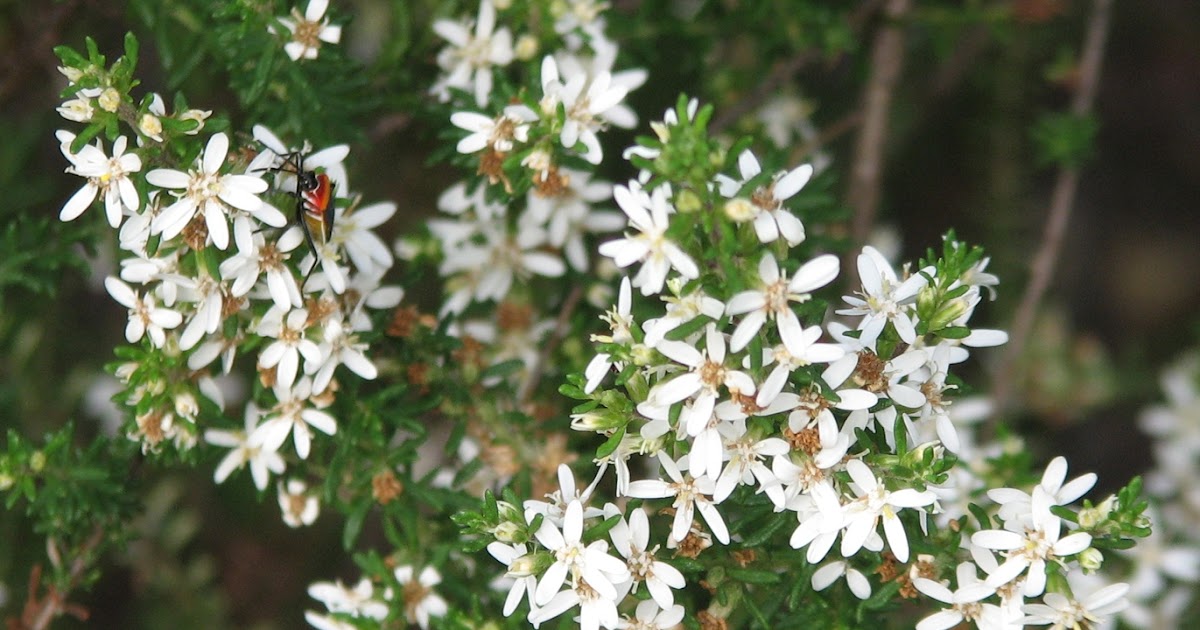 Variety of Life: Olearia