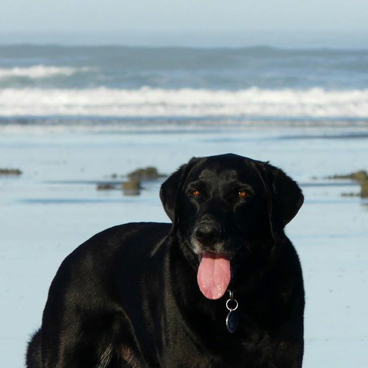 Windara Labrador Retrievers: PUPPIES IN THEIR NEW HOMES 2015 and recent