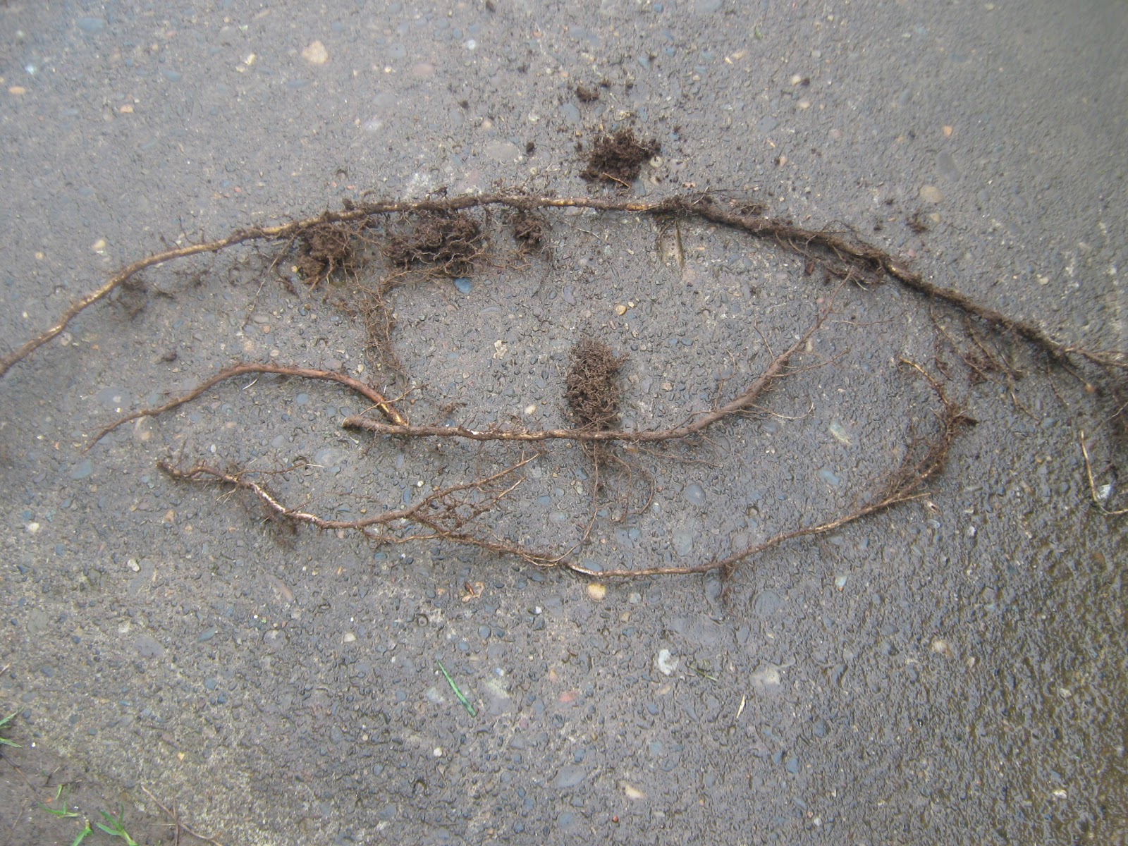 Simply Resourceful: Propagating Plants, Gathering Roots, and Digging Up ...