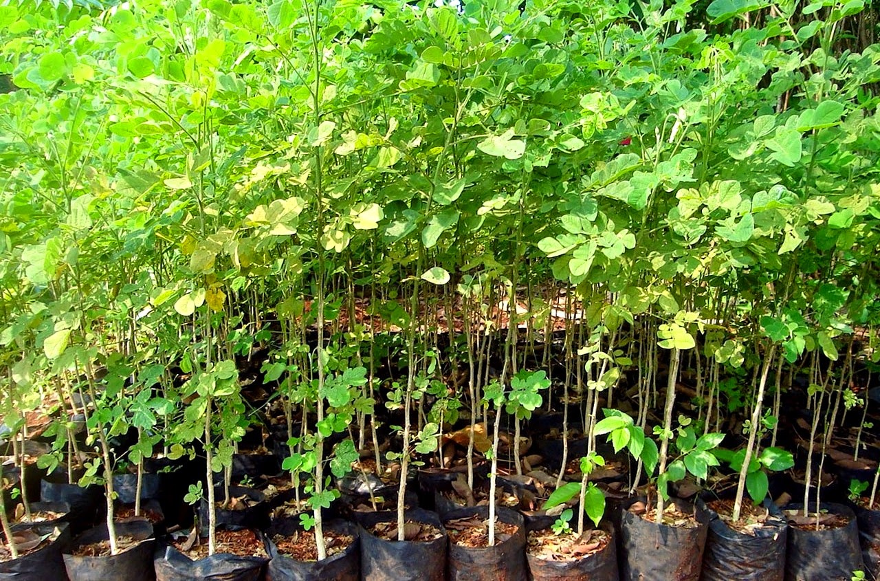 Budidaya Trembesi (Samanea Saman) | Cara Bertani