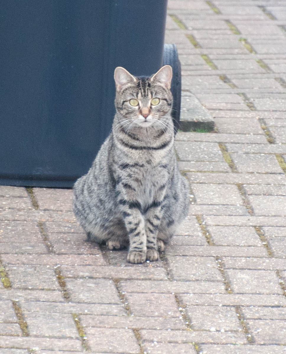 Lil's Catworld: A Mad Scratching Session