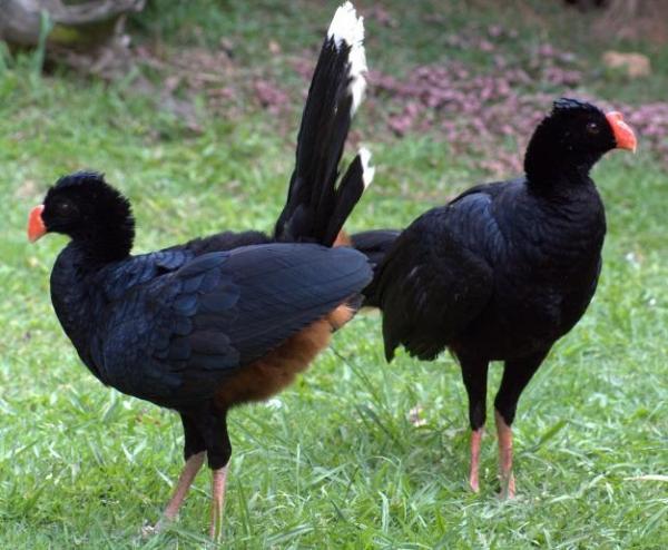 BIBOCA AMBIENTAL : ANIMAIS BRASILEIROS EXTINTOS