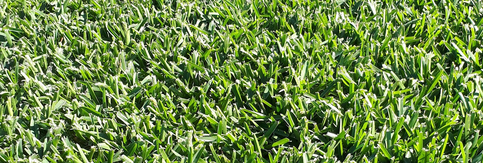 Fabio Farelli: Turf, gras en 'n truike