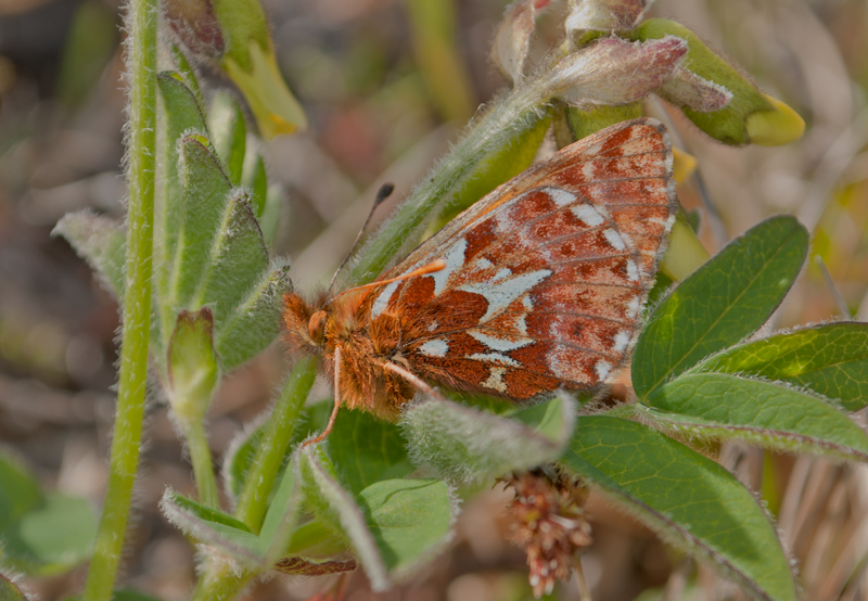 David's Bird and Nature Blog: Alaska Butterflies