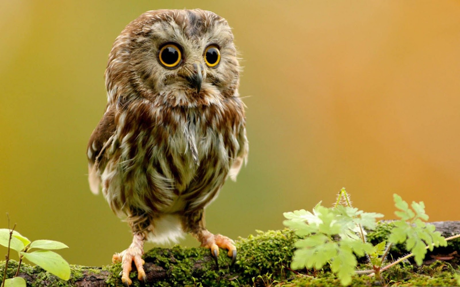 Tecolote tamaulipeco