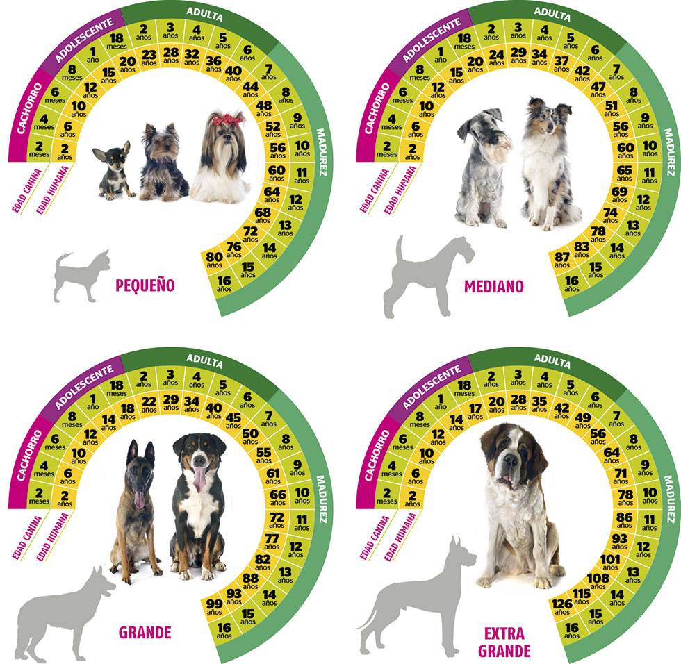 Veterinario a Domicilio: EDADES DE PERRO Y GATO