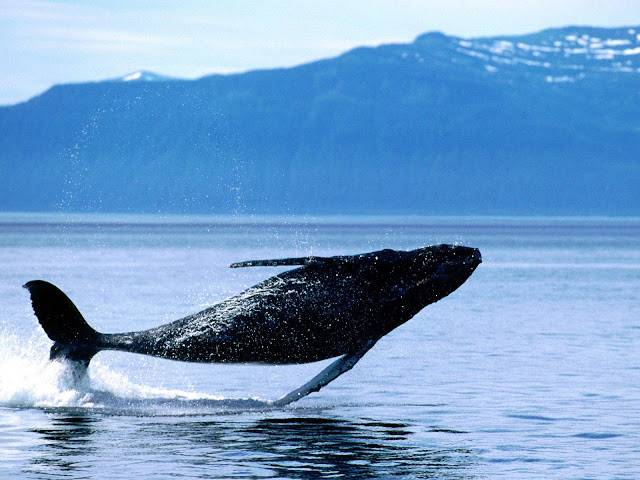 Top 27 Sea Animals Wallpapers IN HD