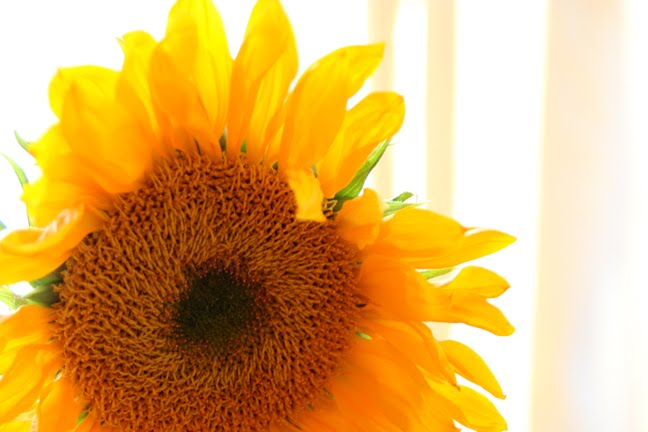 Sarah Fritzler: friday flowers: yellow autumn sunflowers