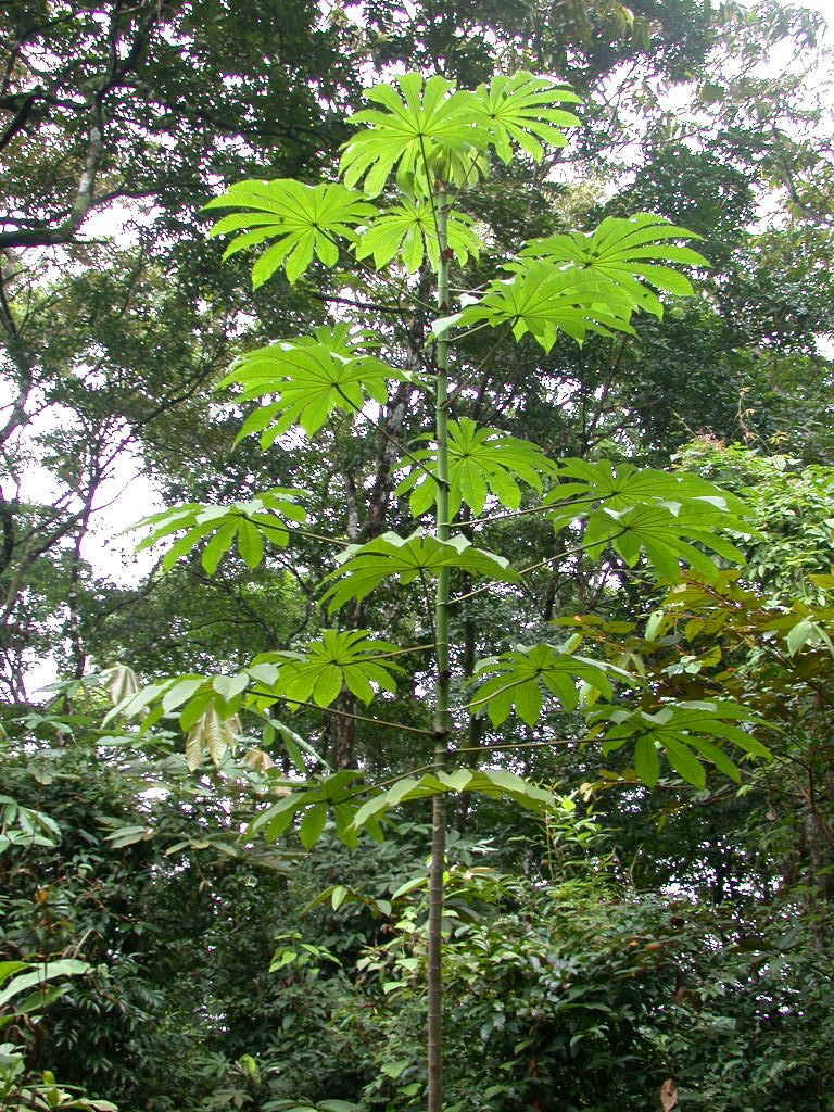 Nayara Gardens : Guarumo - Cecropia obtusifolia