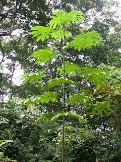 Nayara Gardens : Guarumo - Cecropia obtusifolia